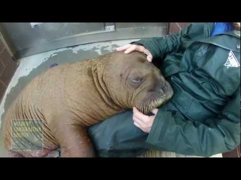 Mitik the Walrus Calf Settles in at New York Aquarium