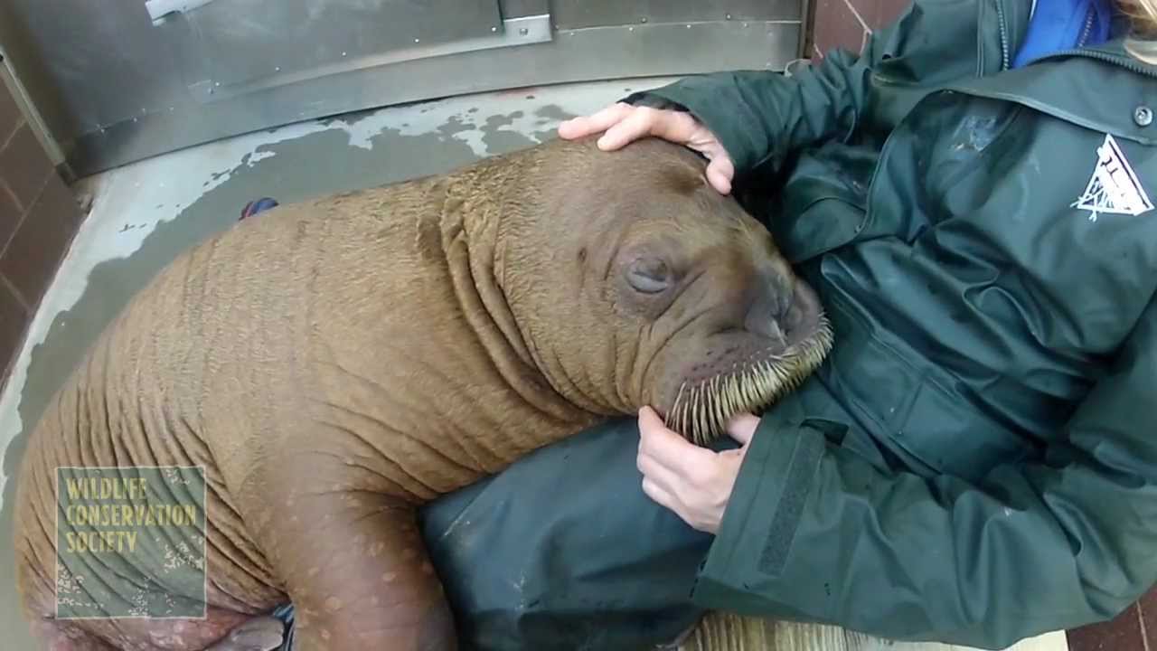 Mitik the Walrus Calf Settles in at New York Aquarium - YouTube
