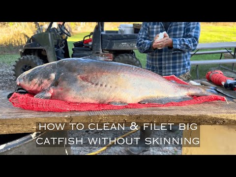 How to Clean and Filet Big Catfish WITHOUT SKINNING