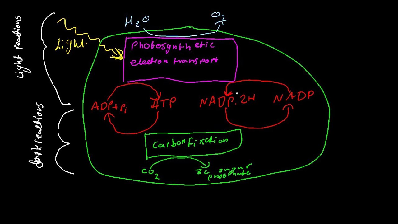 Photosynthesis 2: The dark reactions - YouTube