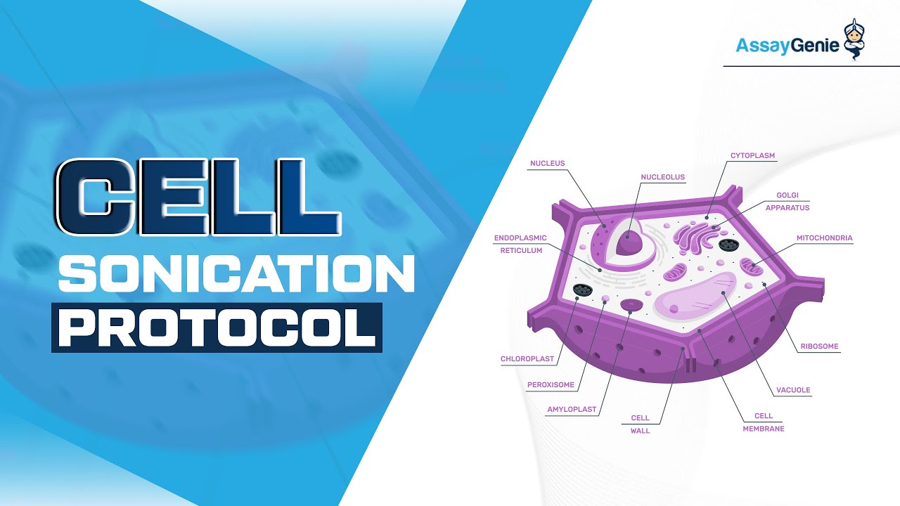 Cell Sonication Protocol - YouTube