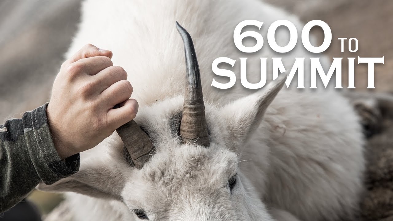 600 to Summit | Billy Goat Hunting in Colorado - YouTube