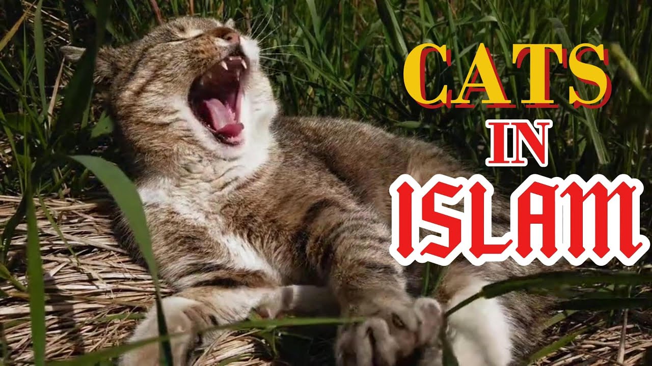 CATS IN ISLAM - YouTube
