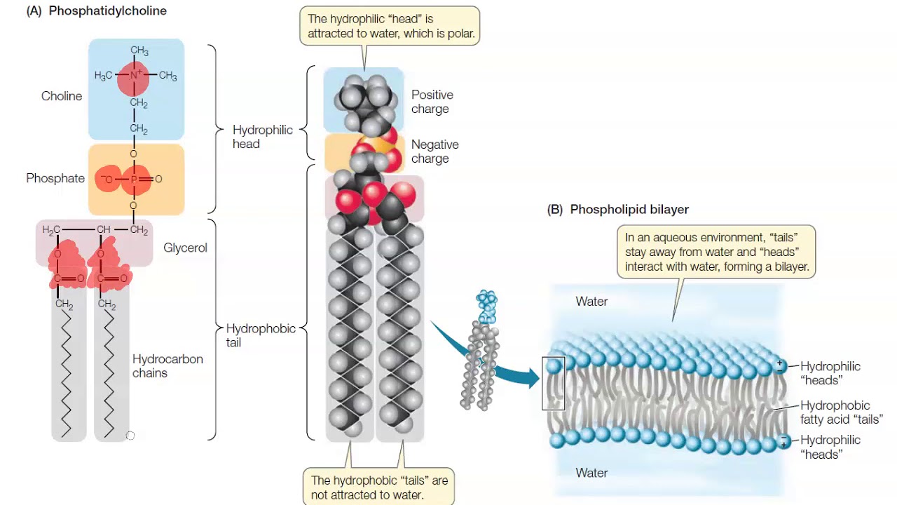 Fosfolipidi - YouTube