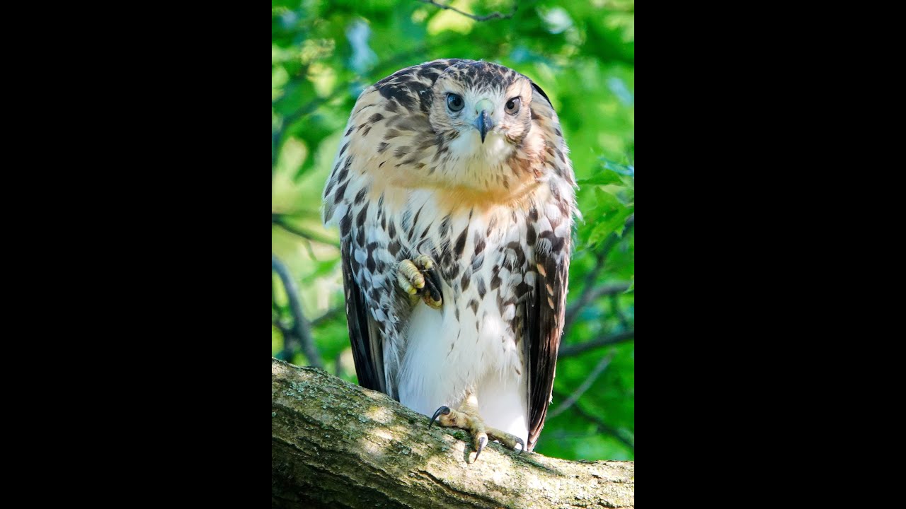 Fledgling Hawk Grabs Meal from Dad - YouTube