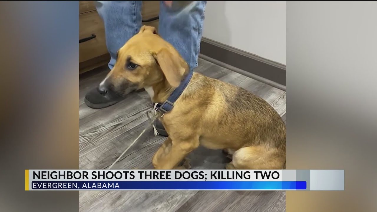 2 dogs killed, 1 injured in Evergreen shooting - YouTube