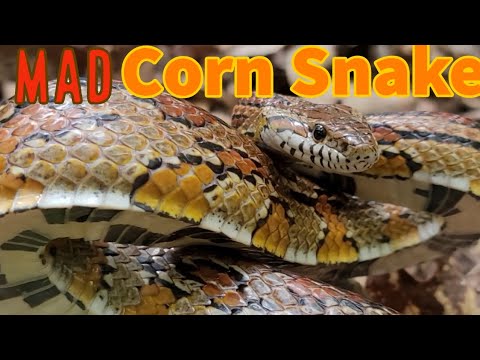 SNAKE ATTACK - Grumpy corn snake found while herping - YouTube