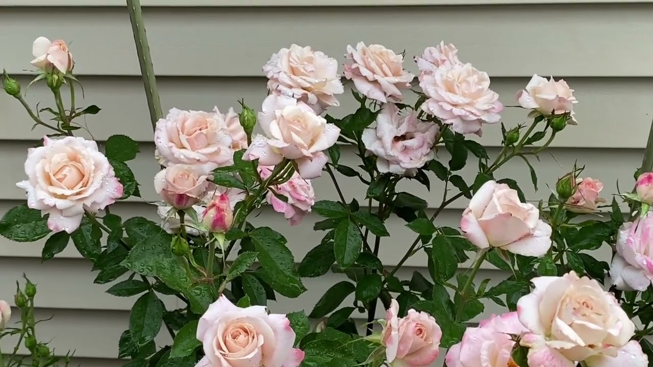 Pinkerbelle Hybrid Tea Rose 3rd Year June 2022 - YouTube