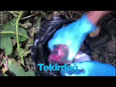 Çorlu Narkotik Operasyon