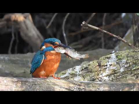 IJsvogel met Prooi – Spectaculair Jachtmoment | Natuur met Peter  #vogel #natuur #natuur-met-peter