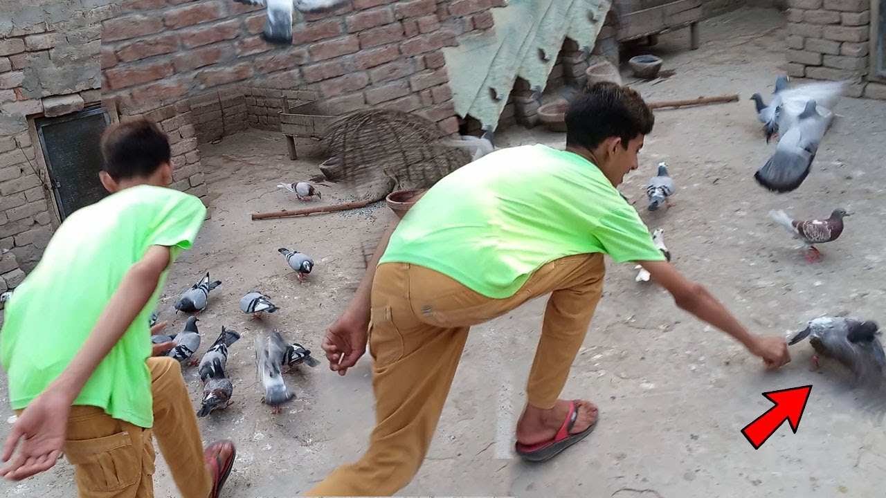 We Catch new pigeon 😍😍| Myna bird in our House| How to Catch a pigeon ...