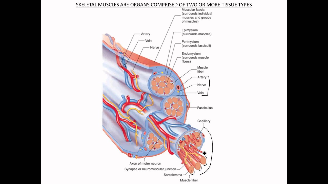 Skeletal Muscle Microanatomy 1 - YouTube