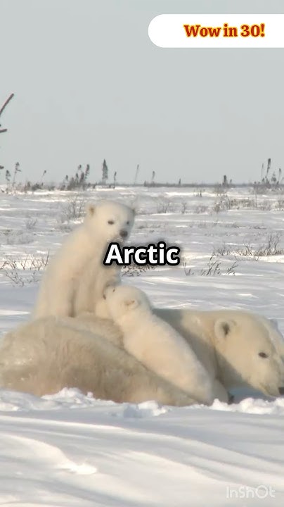 How Do Polar Bears Stay Warm in the Arctic?🐻‍ ️#freeze #animals #ocean ...