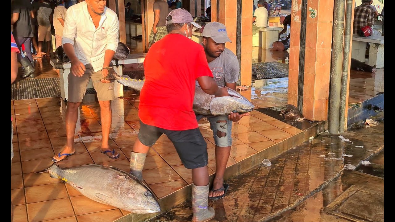 Transporting Huge Tuna Fish for Long Distances - YouTube