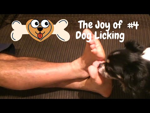dog lick my feet  - part 4 #asmr #chiwawa #asmrsounds