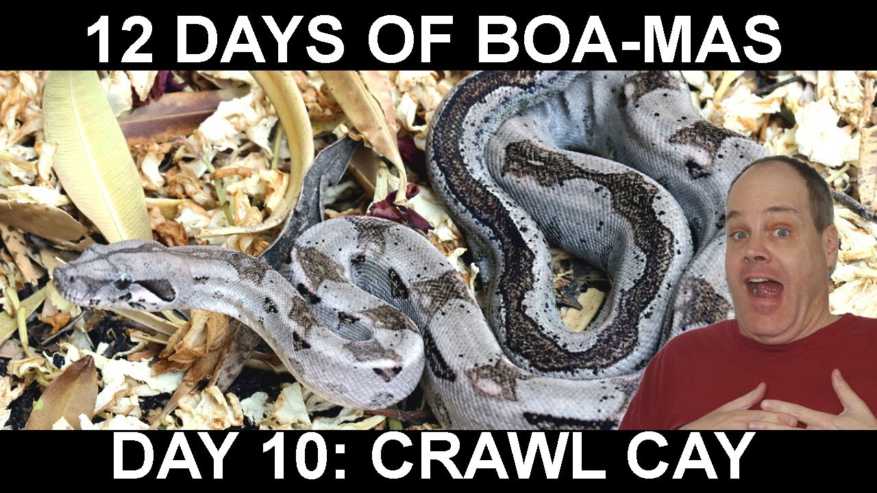 12 Days of BOA-MAS Day 10: Crawl Cay Boa - YouTube