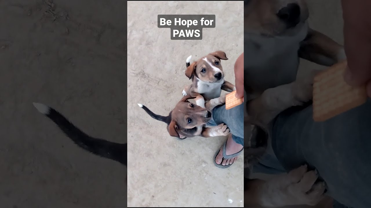 Hope For Paws - YouTube