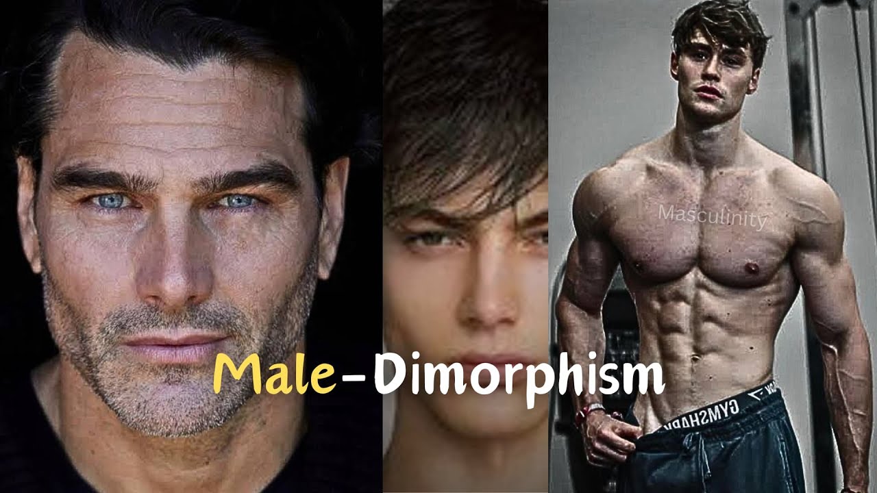 What is MALE DIMORPHISM and Why it Boosts SMV - YouTube