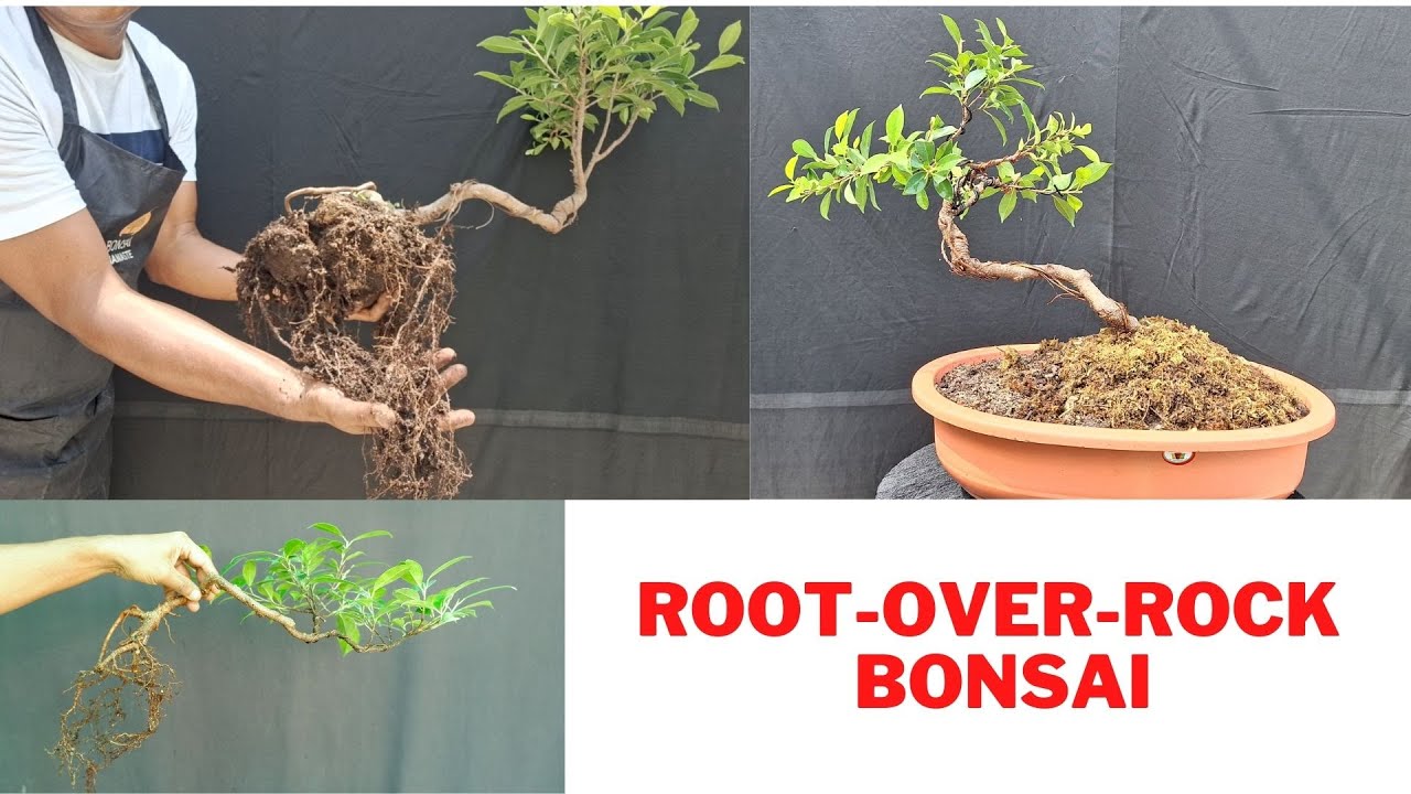 Ficus Bonsai/ Root-Over-Rock Update -Part -2 - YouTube