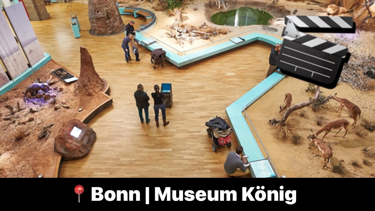 🎬 Rundgang im Museum König in Bonn 📍 - YouTube
