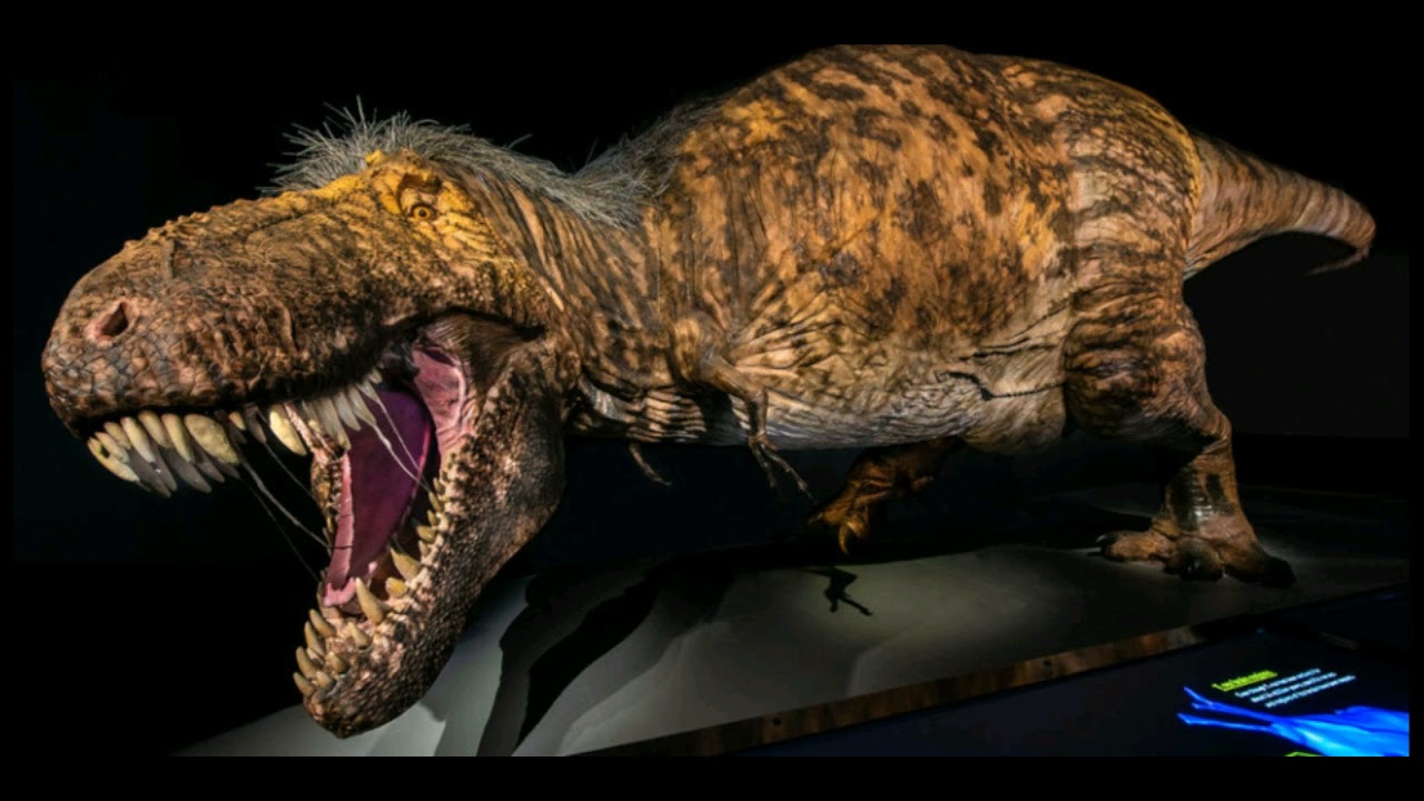 Possibly what a T-Rex sound like.. - YouTube