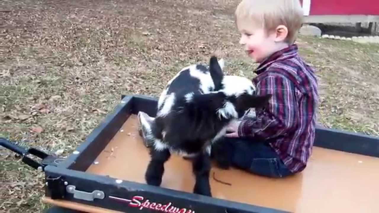 Baby goat having a wagon ride with my son - YouTube