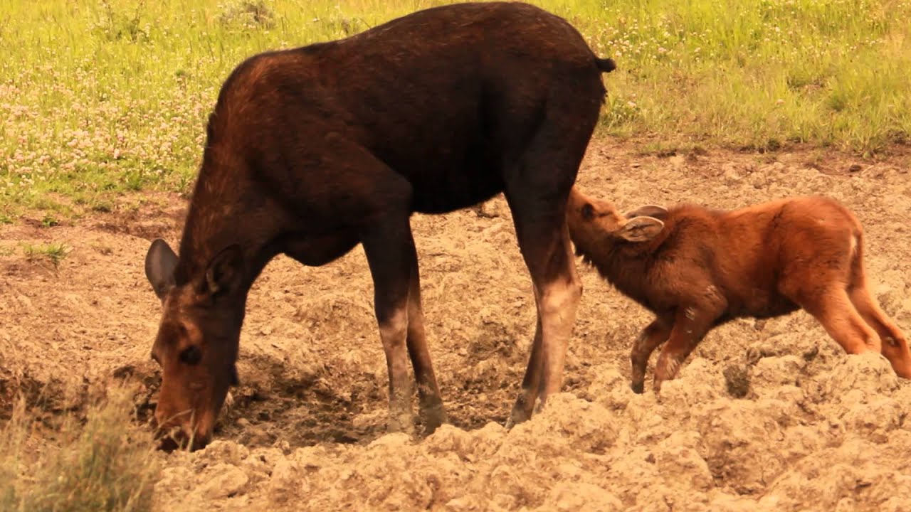 Baby Moose Nursing On Side of the Road in Wyoming - YouTube