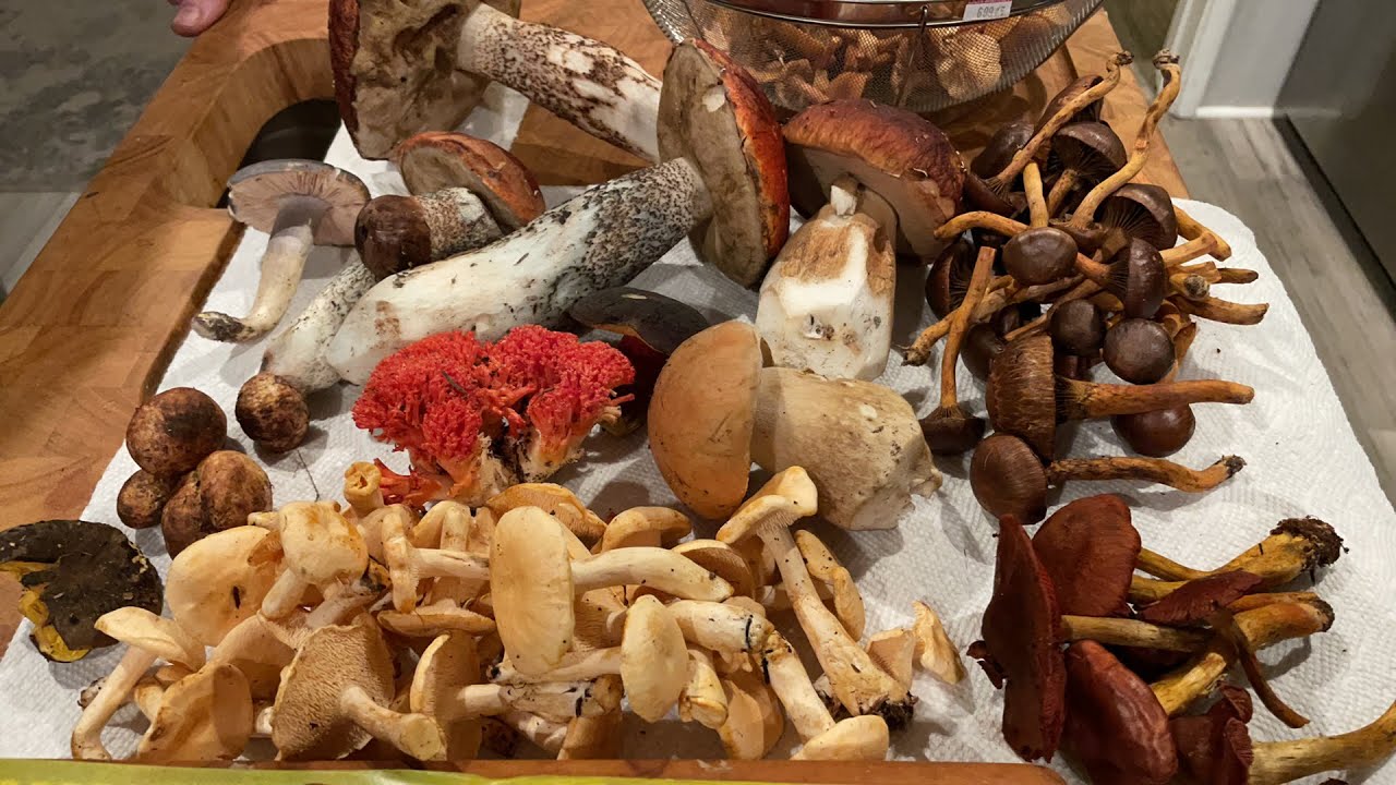 Mendocino Mushroom ID with Alan Rockefeller - YouTube