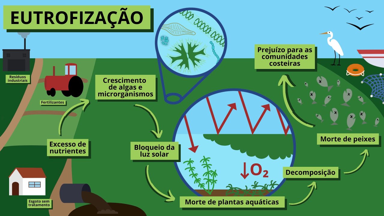 Eutrofização: Impactos e Soluções - YouTube