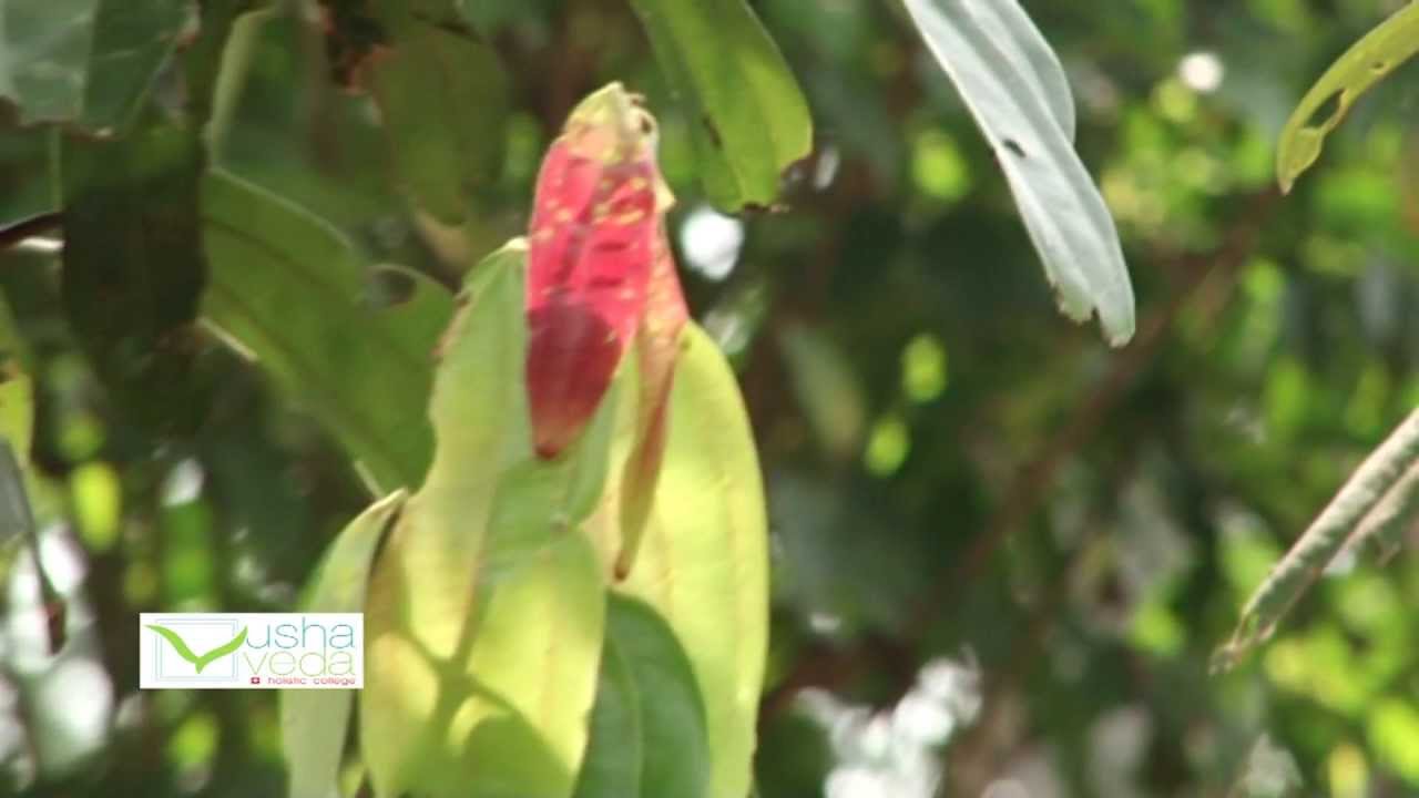 Aromatherapy - Cinnamon Essential Oil - Lydia Bosson - YouTube