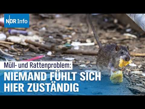 Ratten neben der Kita: Warum der Müll hier einfach liegen bleibt | NDR Info
