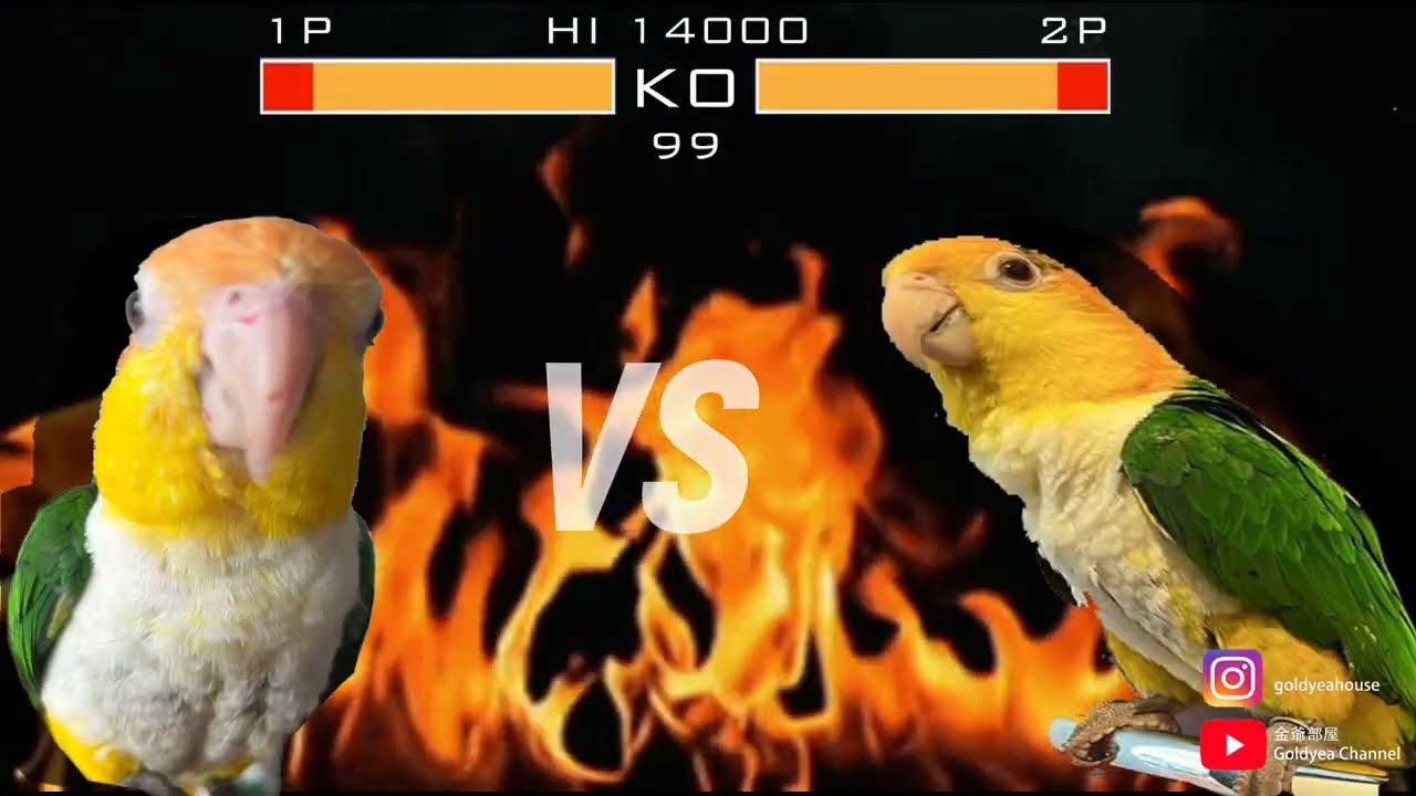金爺mma ︱鸚鵡打架︱金頭凱克︱凱克鸚鵡︱白腹凱克鸚鵡︱Funny Parrot︱White bellied caique︱ Caique ...