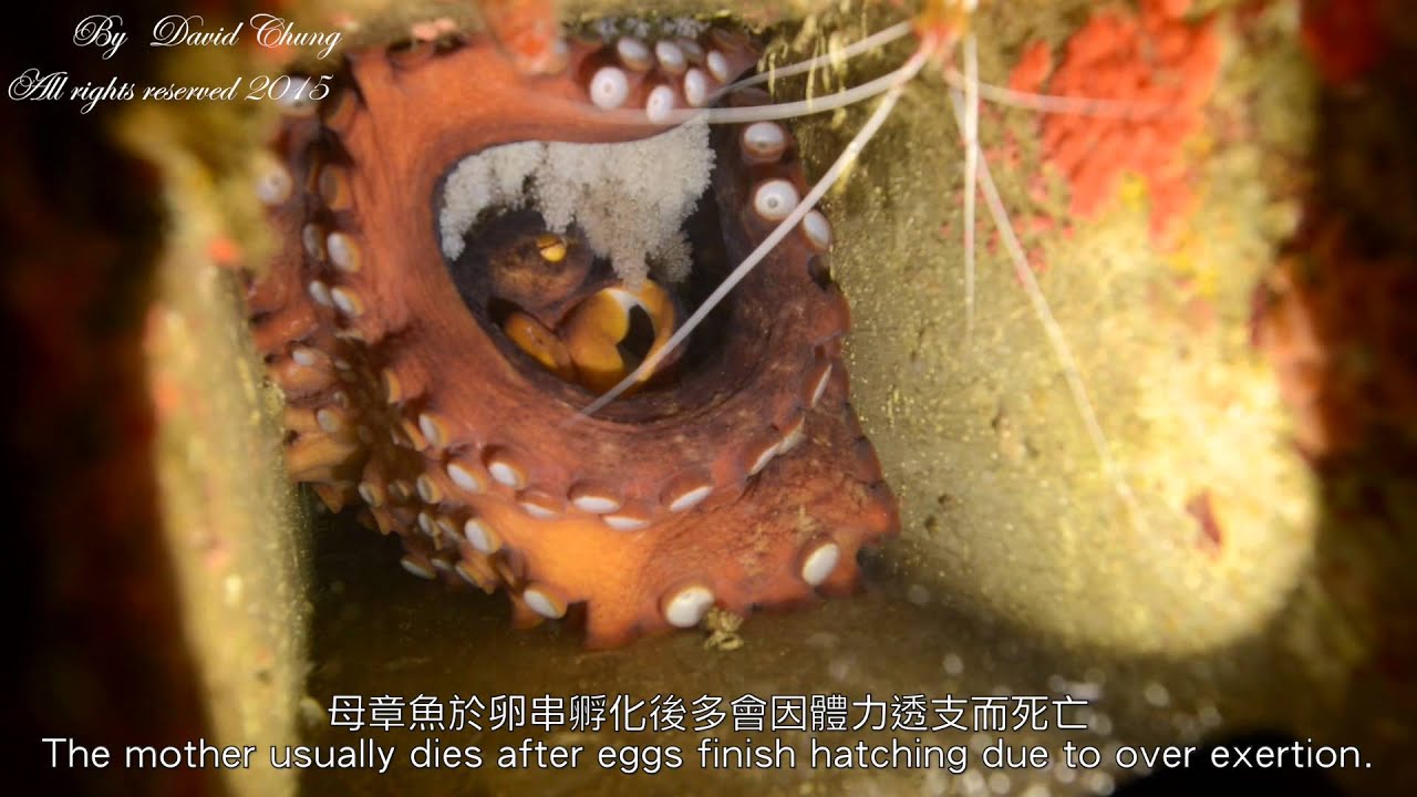 Octopus laying Eggs 章魚產卵 1080P - YouTube