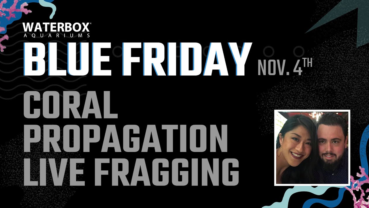 Coral Propagation The Fragging Way. - YouTube