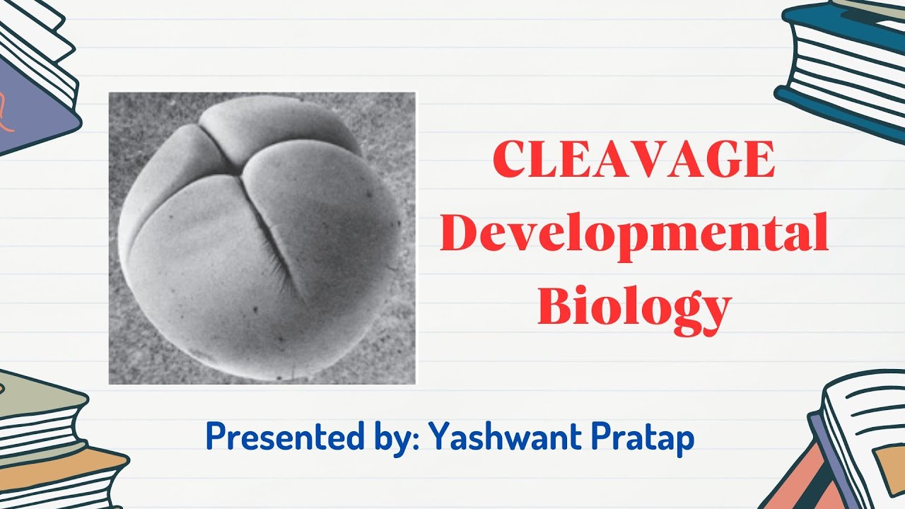 CLEAVAGE- DEVELOPMENTAL BIOLOGY - YouTube