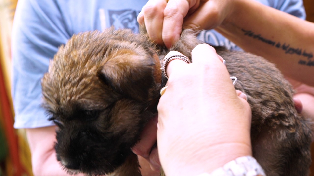 Voordeel 11: Uniek en herkenbaar chipnummer voor stamboomhonden - YouTube