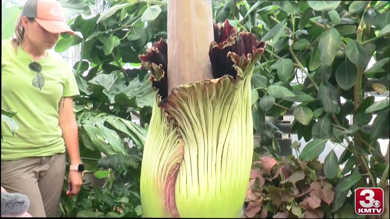 The Amazing Stinko reaches 'peak stink' at Lauritzen Gardens - YouTube
