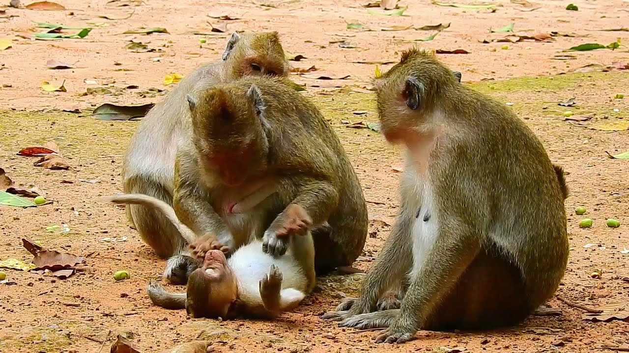 OMG....! How painful baby monkey Mariel got bitten on private area ...