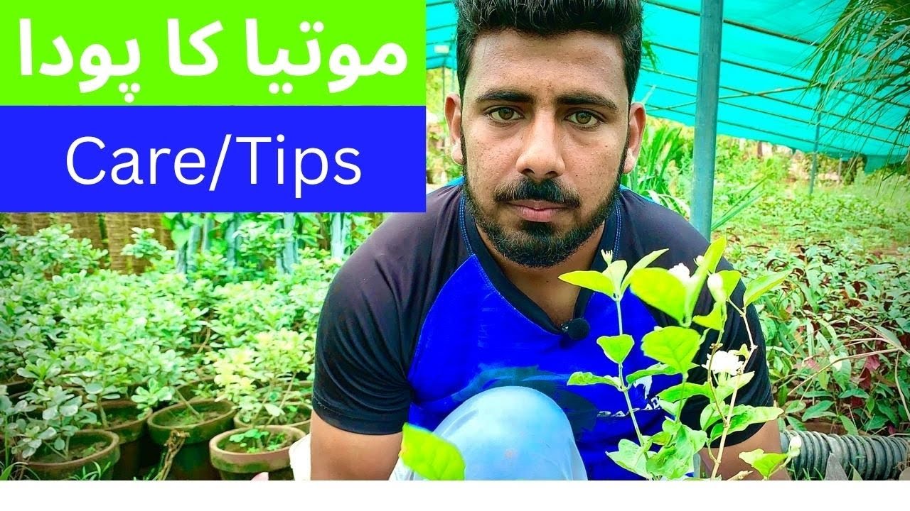 Motia Plant Care Guide |Get More Flowers with These Simple| Tips - YouTube