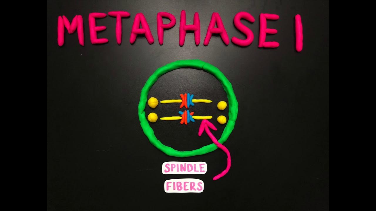 stop motion meiosis - YouTube