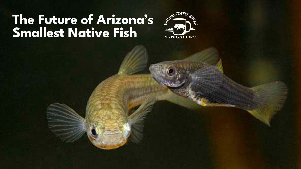 The Future of Arizona's Smallest Native Fish - YouTube