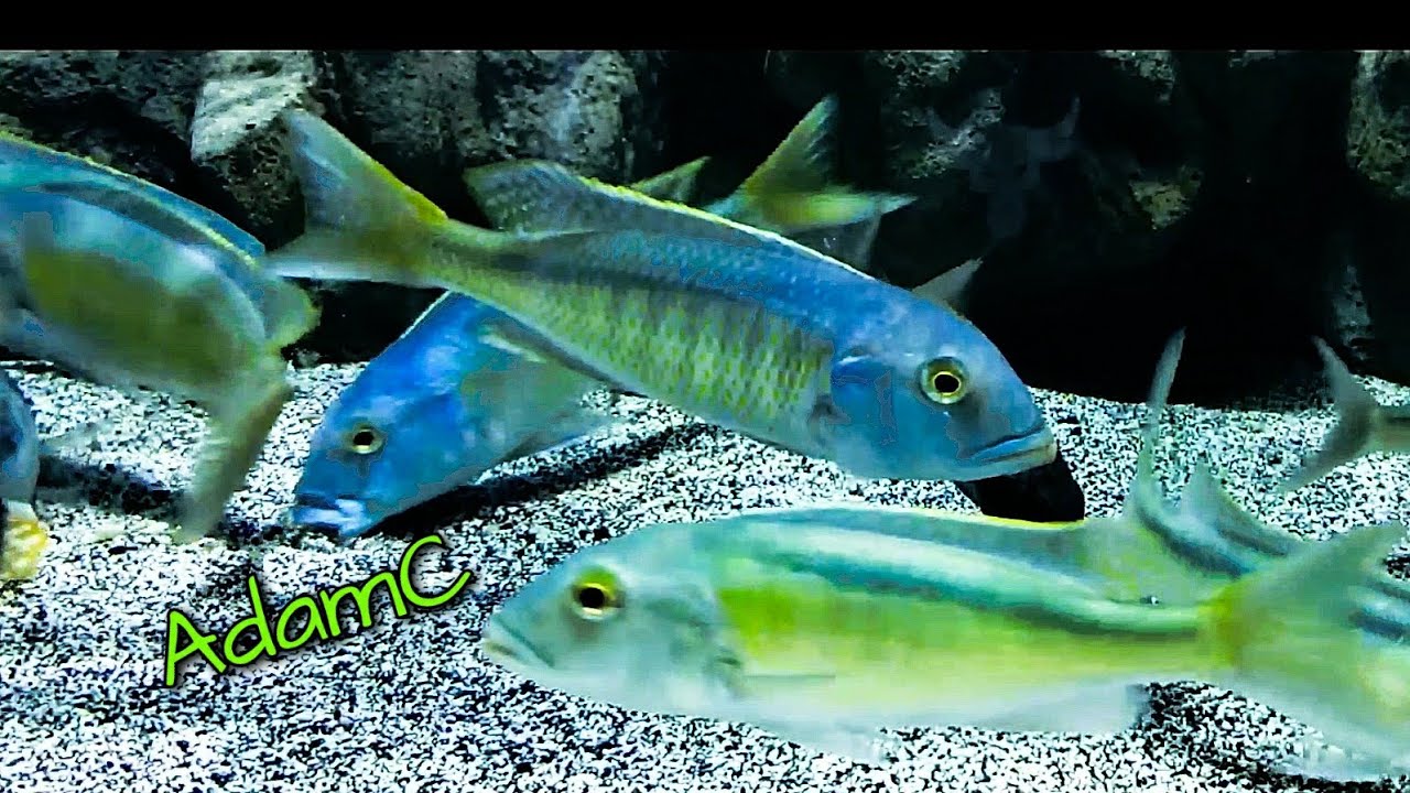 STUNNING BUCCOCHROMIS LEPTURUS GREEN GROUP (THE MOST RARE AFRICAN ...