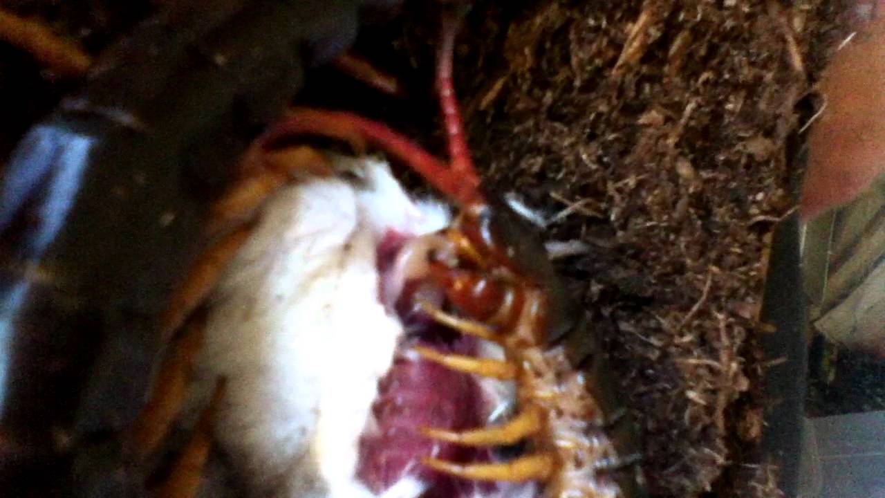 Ho Chi Minh (centipede) Eats His First Mouse - YouTube