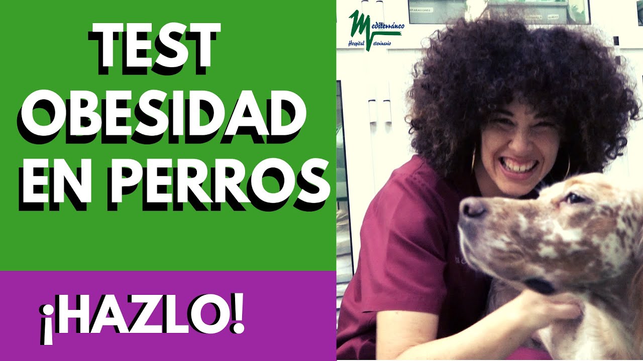 PERROS OBESOS.Obesidad perros. Test que hacen los veterinarios para ...