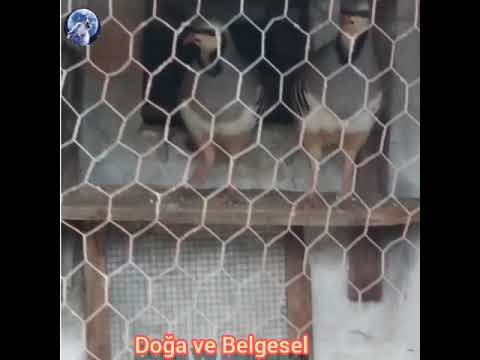 KINALI KEKLİKLERİM ÖTMEYE BAŞLADI