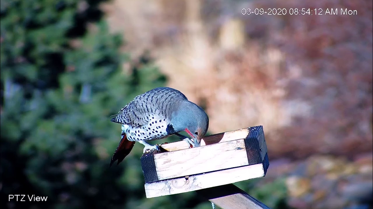 Northern Flicker on Bird Feeder - YouTube