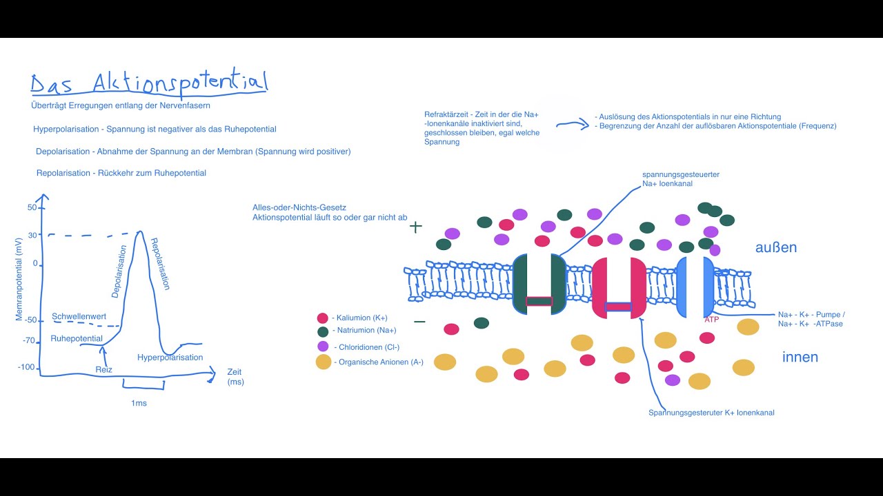 Neurobiologie - Funktion eines Neurons: Das Aktionspotential - YouTube