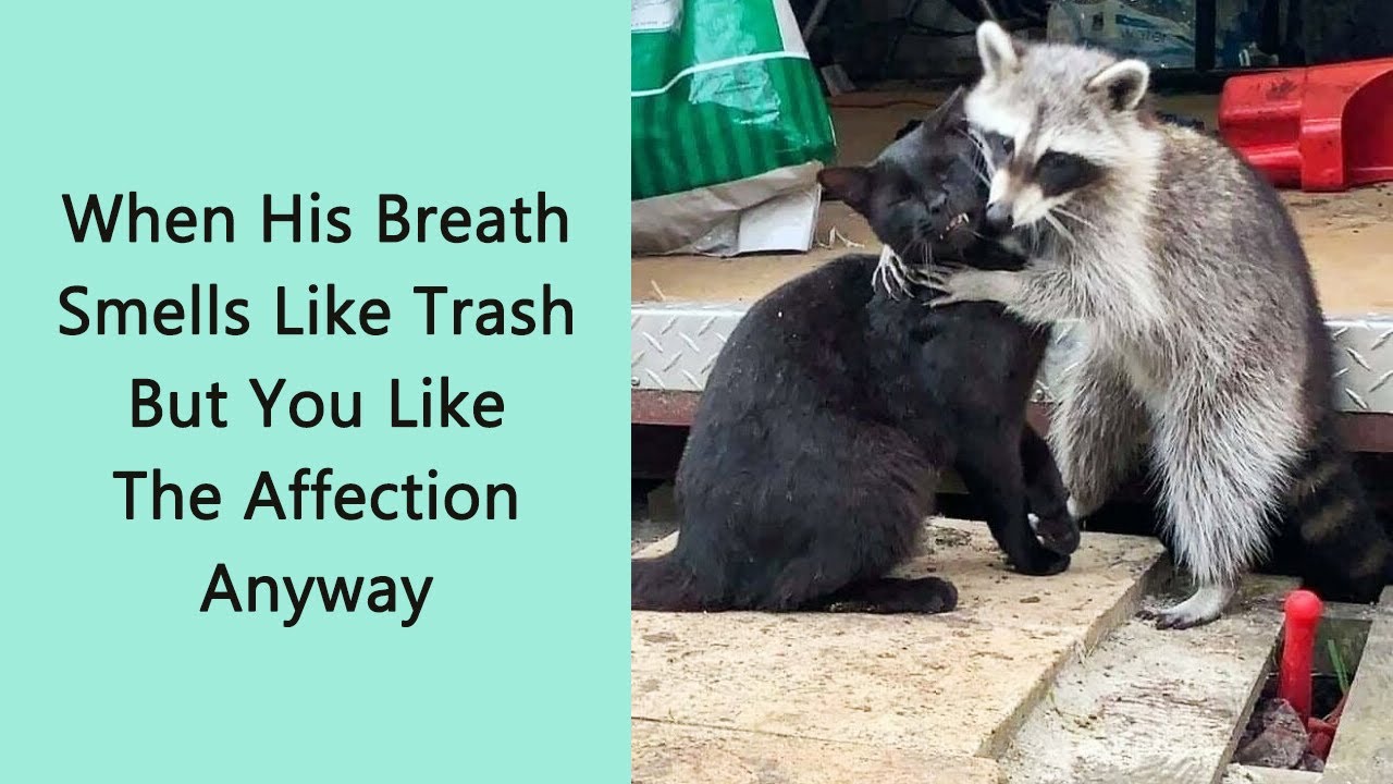 50 Hilarious Raccoon Pics That Prove They're the Silliest Animals Ever ...