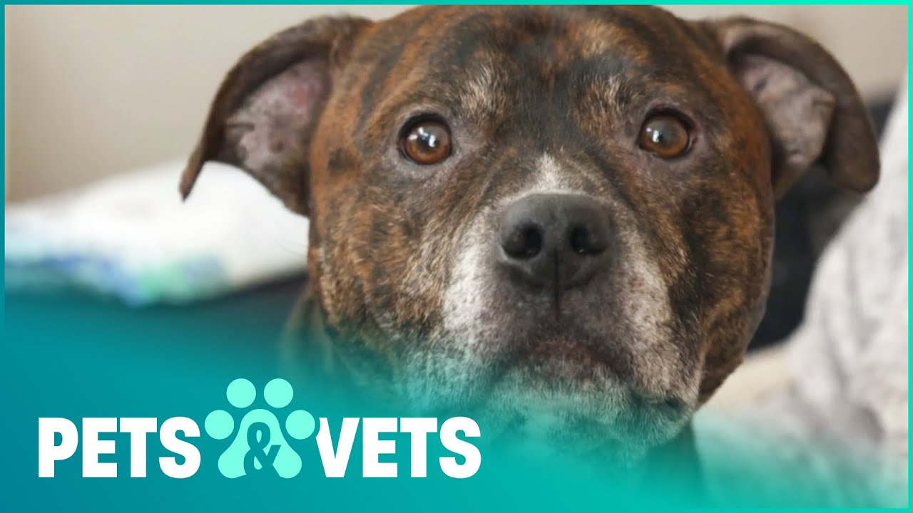 Aggressive Dog Owners That Neglect Their Pets | The Dog Rescuers ...