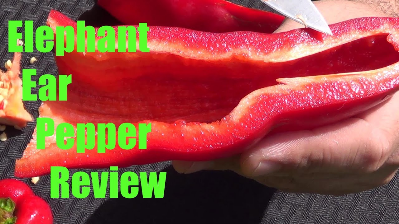 Elephant Ear Chili Pepper - Pod Review #18 - YouTube